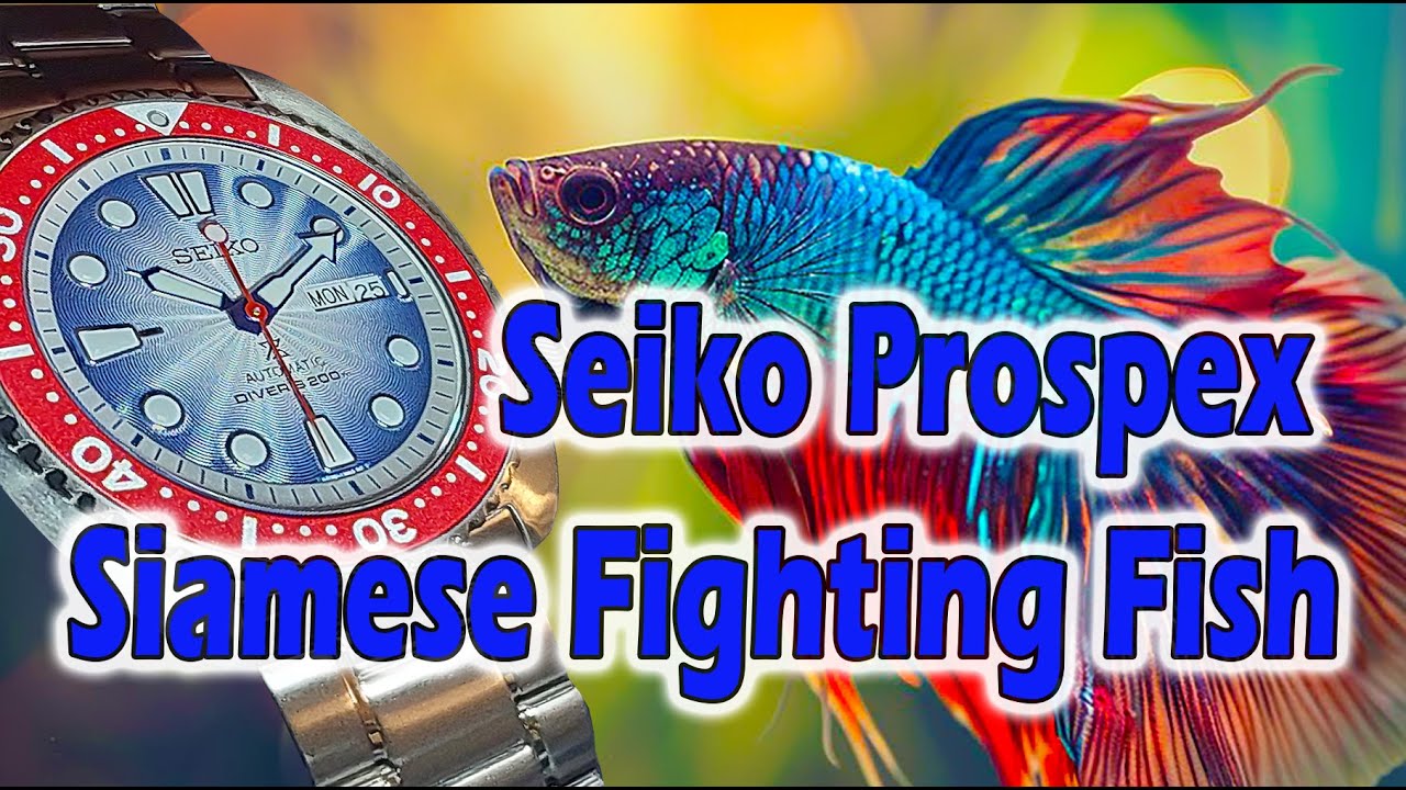 Seiko Siamese Fighting Fish - YouTube