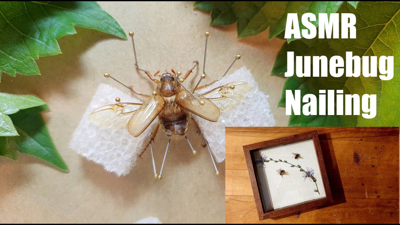 ASMR 4k Junebug gets nailed and prepared - YouTube