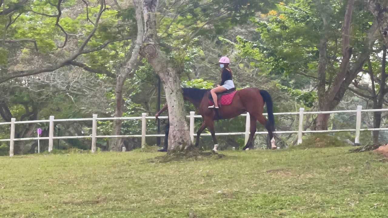 Horse Riding in Pasir Ris Singapore / Gallop Stable Singapore / Nparks ...