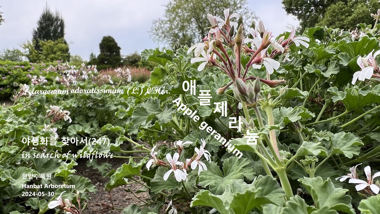 애플제라늄 Apple Geranium Pelargonium odoratissimum 야생화를 찾아서(247) in search ...