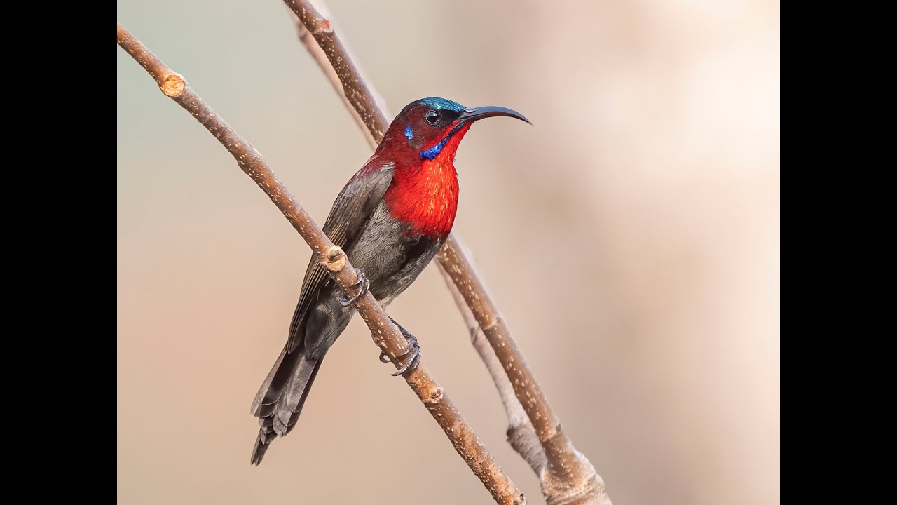 vigor's sunbird | IITBOMBAYBIRDS | Indian Birds - YouTube
