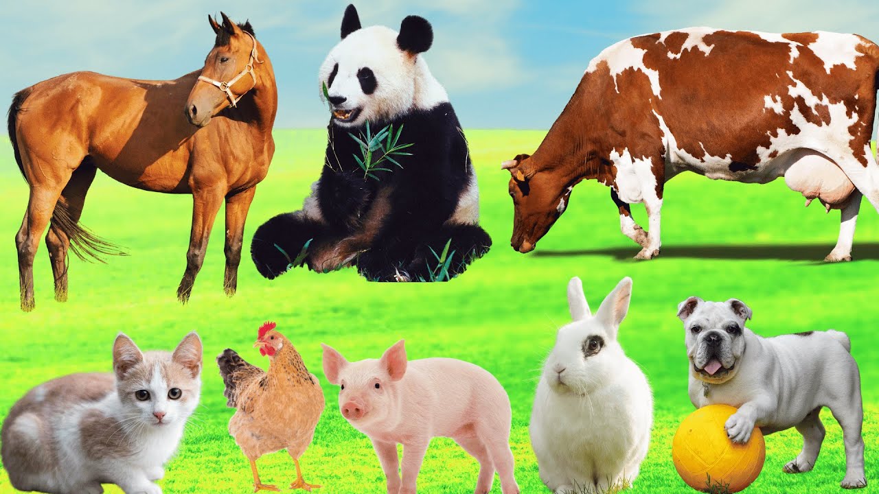 Beautiful Village Animals: Cat, Dog, Rabbit, Chicken, Sheep , Horse ...