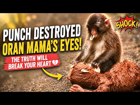 Why Punch Destroyed Oran Mama's Eyes??😲🐒 The Truth Will Break You...!