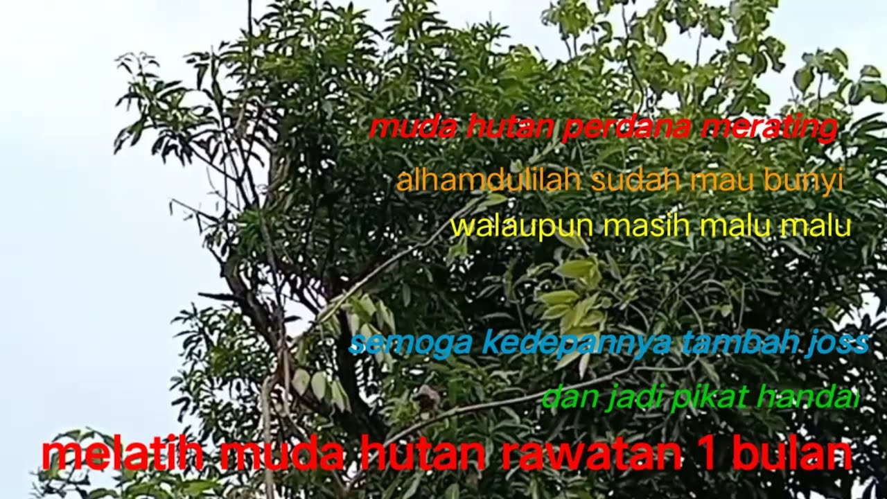 muda hutan perdana naik rantingan @PepsKutilang19 - YouTube