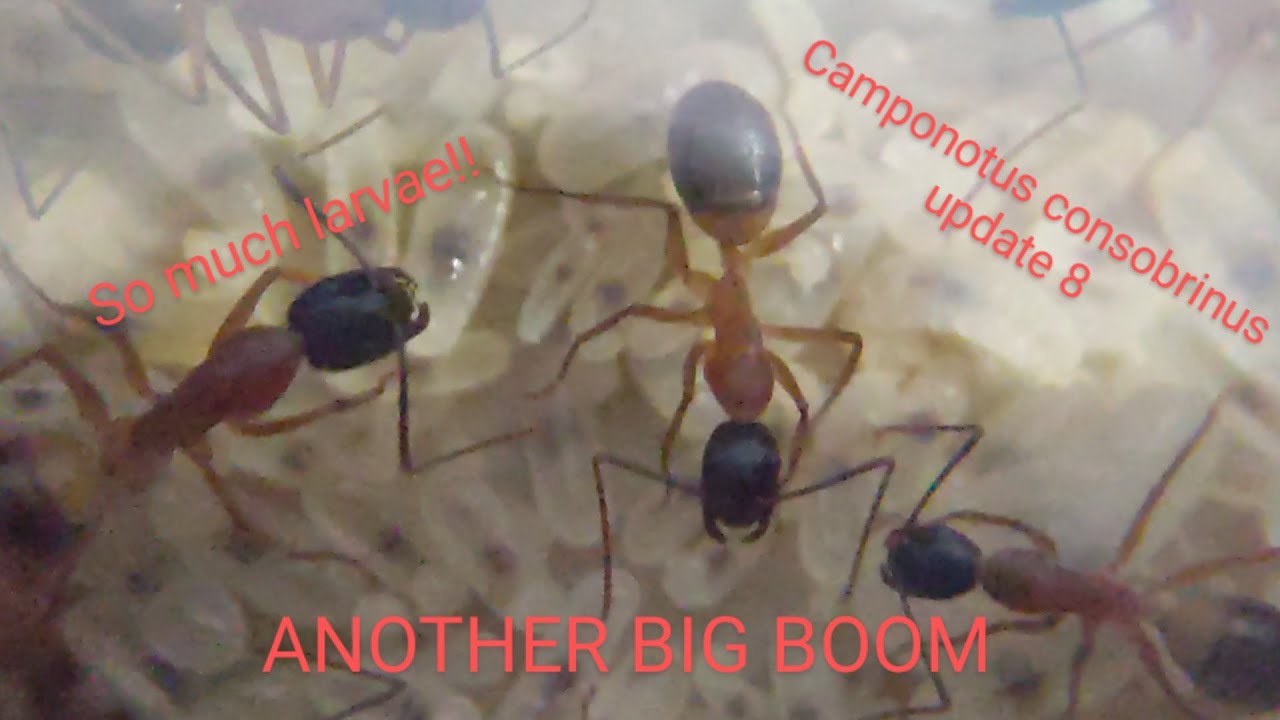 Camponotus consobrinus update 8: the larvae Holy Grail | Timelapse ...