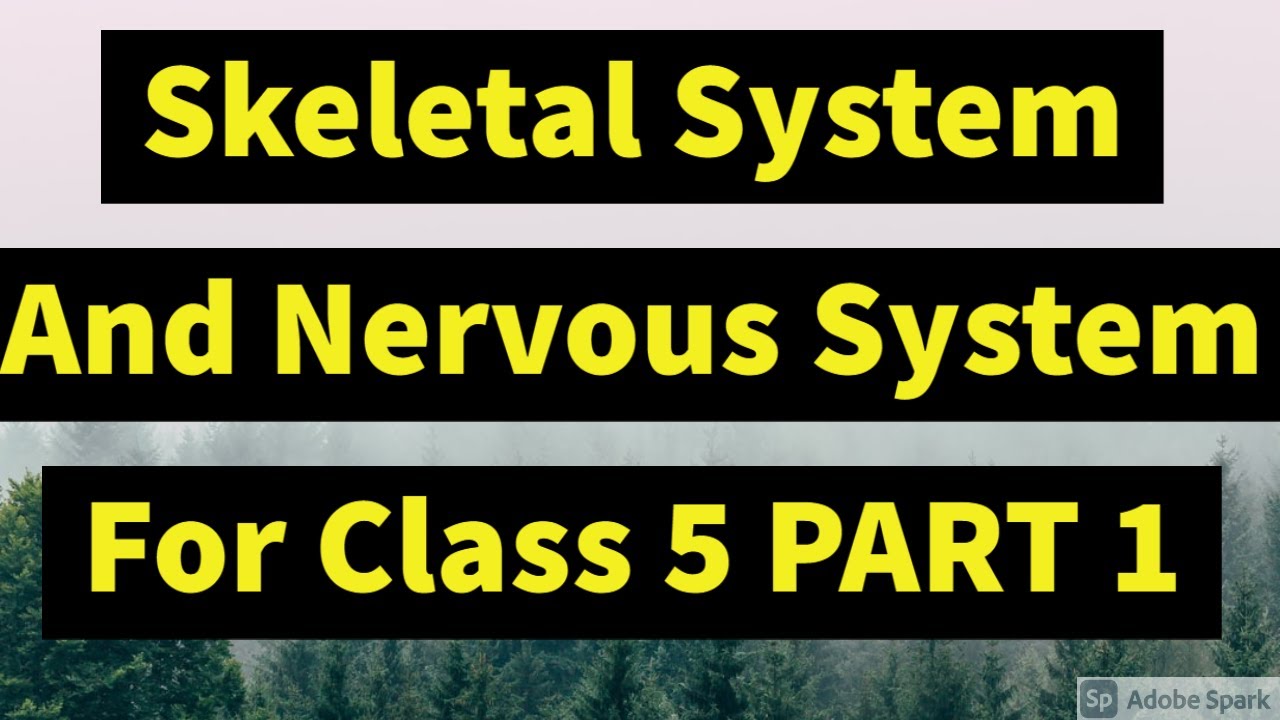 The Skeletal System class-5 Part 1 - YouTube