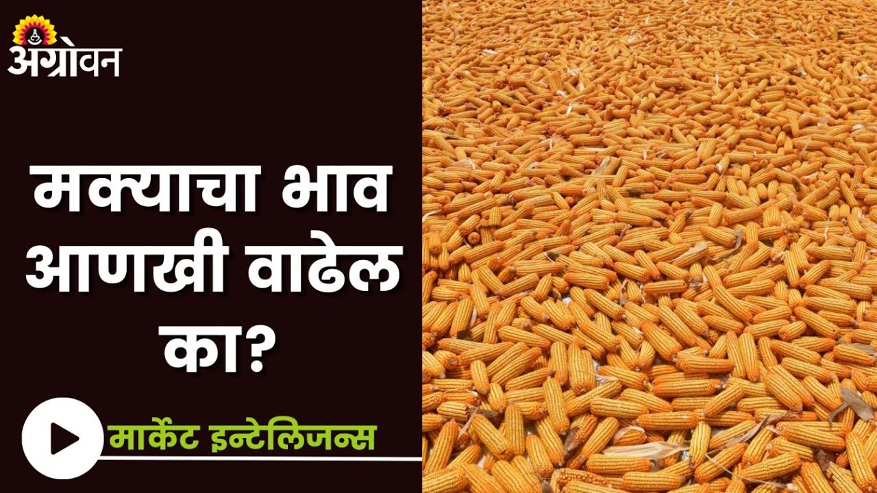 Maize Market : महत्वाच्या मका उत्पादक देशांमध्ये पिकाला दुष्काळाचा फटका | Agrowon - YouTube
