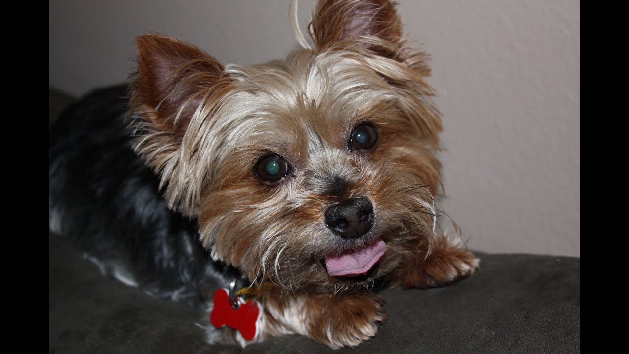 Wellington The Yorkie Loves His Ice - YouTube