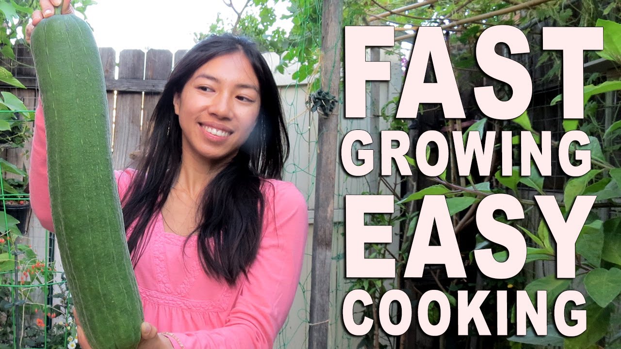 When To Harvest and Eat Luffa Sponge - YouTube