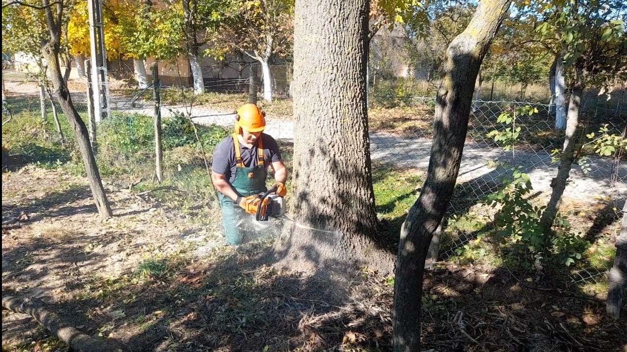 1m ash tree felling #stihlms500i - YouTube