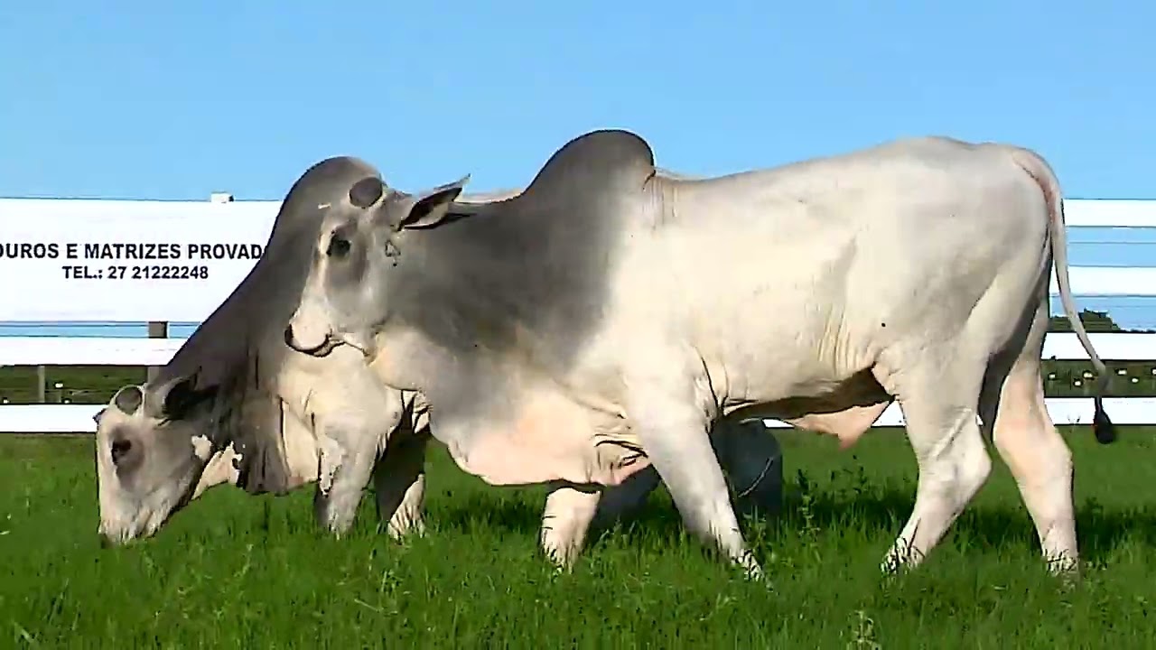 LOTE 47 FHGN A4069, 4082, 4103 - YouTube