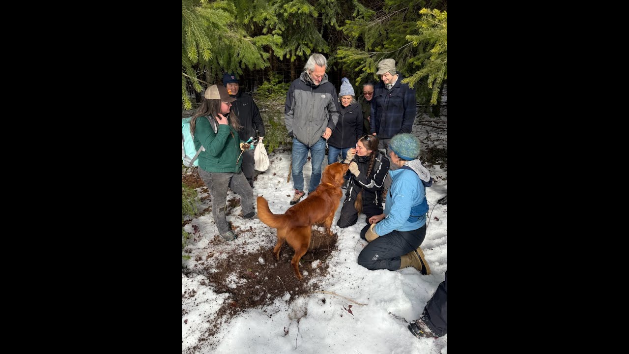 Heather Dawson Truffle Dog Training and dog-found truffle diversity ...