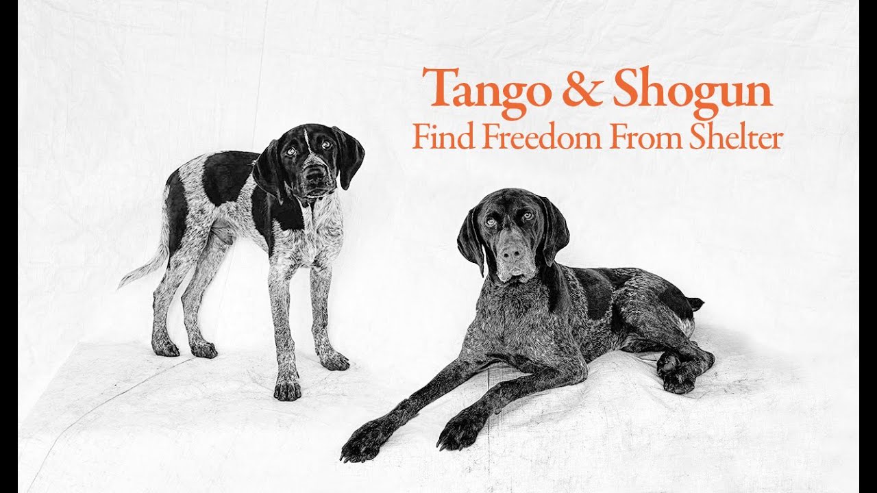 Tango & Shogun Escape the Shelter! Freedom Awaits After 4th of July ...