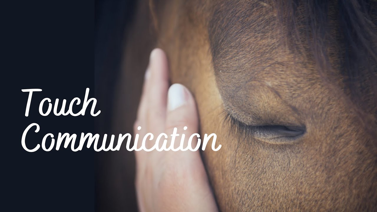 Communicating to Horse through Touch - YouTube