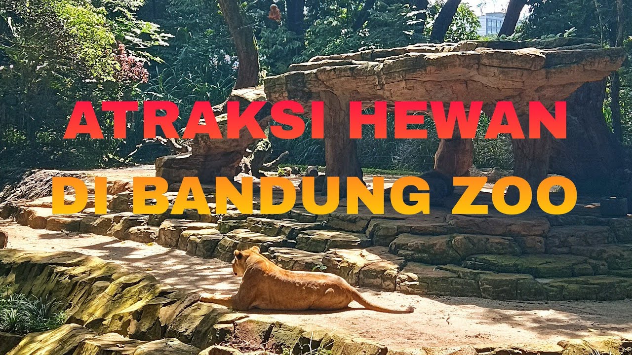ATRAKSI HEWAN DI KEBUN BINATANG BANDUNG |BANDUNG ZOO - YouTube
