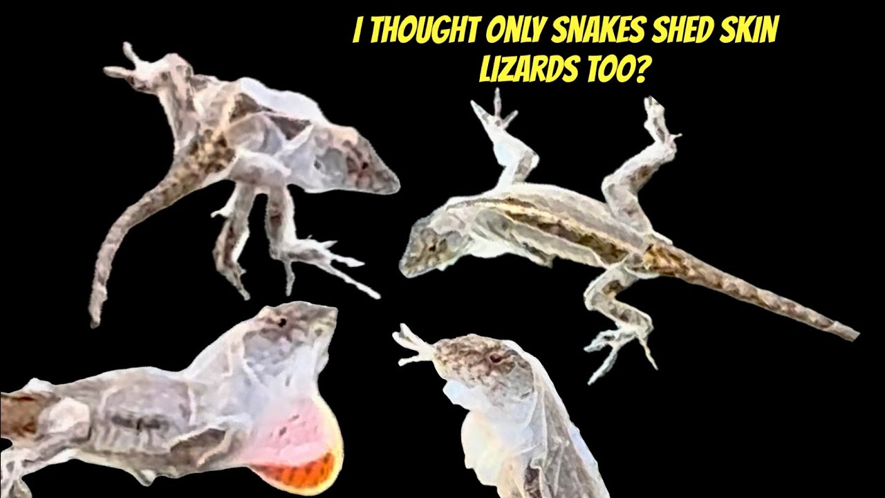 This Lizard is shedding | Eating its shed skin for nutrients? #newskin ...