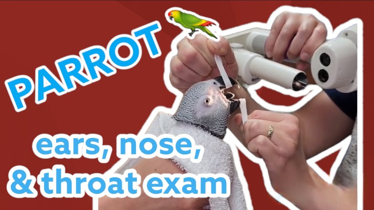 Parrot 🦜 ears, nose, and throat exam - YouTube