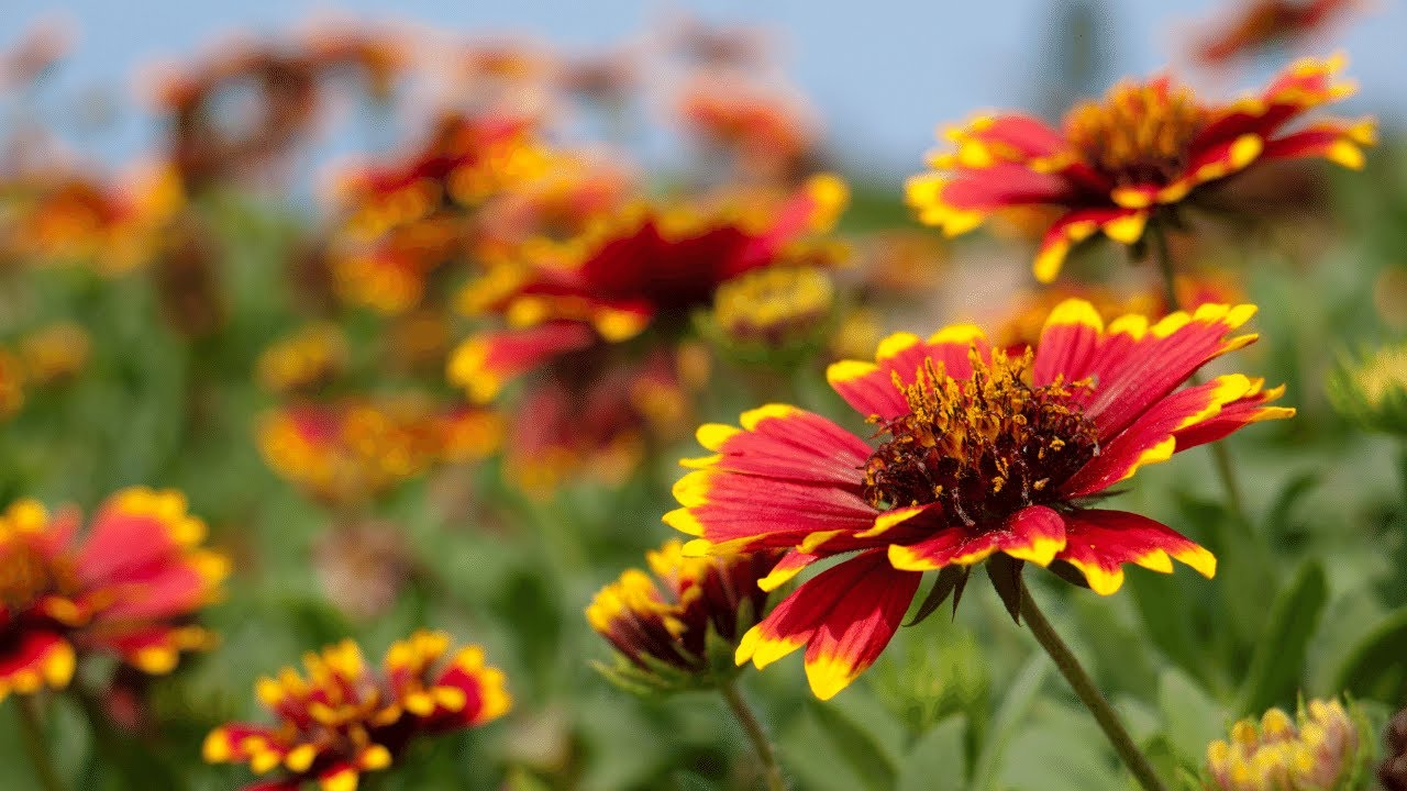 FLOWER FIELD - RELAXATION MUSIC - THE MOST BEAUTIFUL FLOWER - YouTube