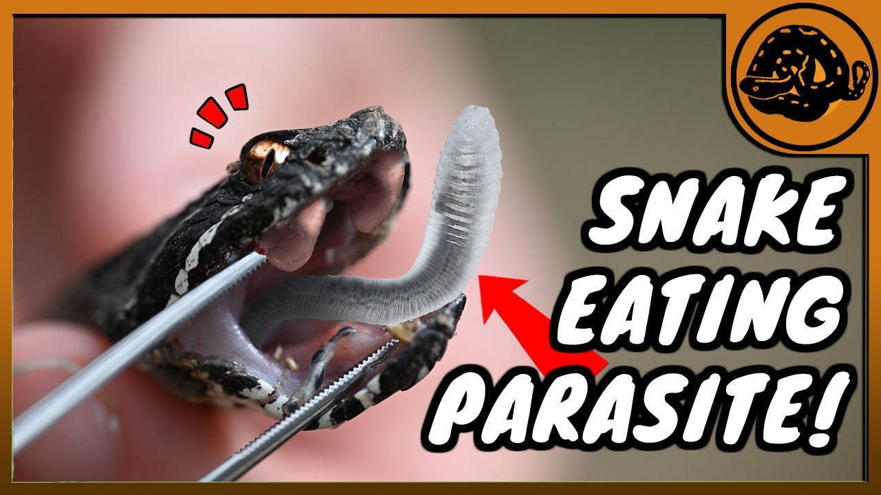 SAVING the smallest RATTLESNAKE! (Pygmy Rattlesnake) - YouTube
