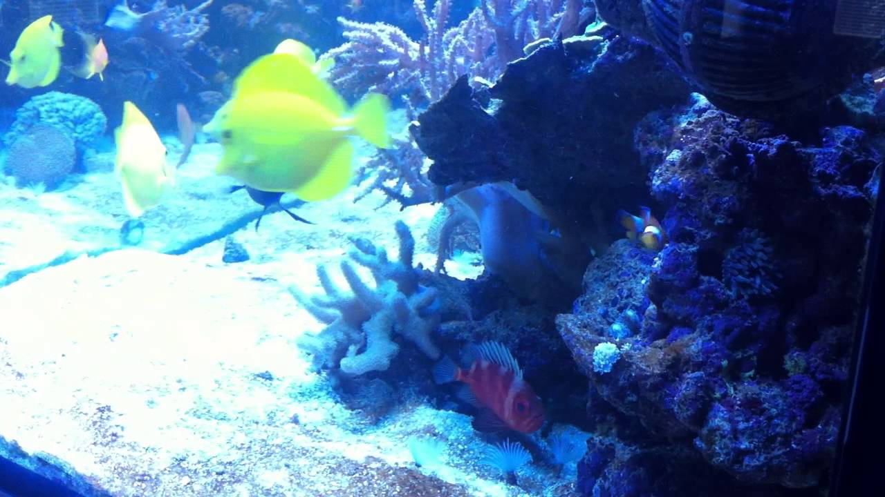 Catalufa Soldier fish, Pristigenys serrula - YouTube