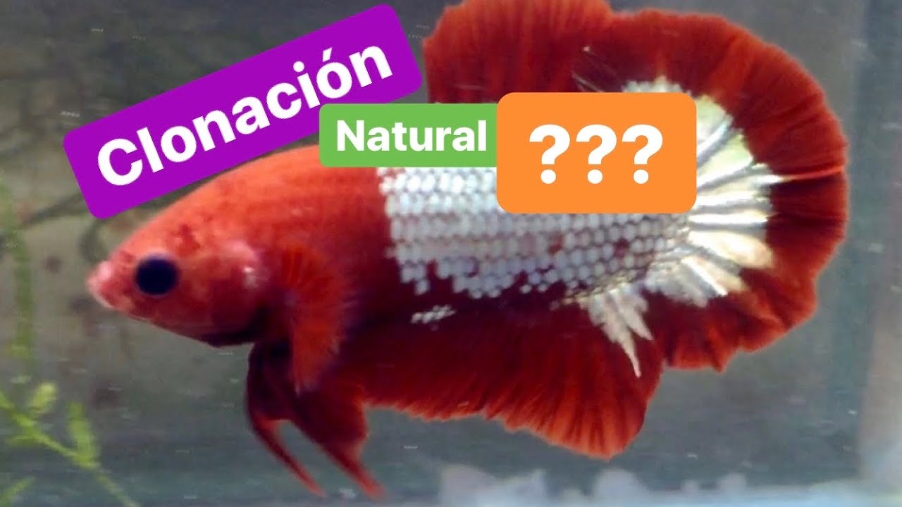 Genética 🧬 del pez betta! Se puede mantener un patrón en Bettas ...