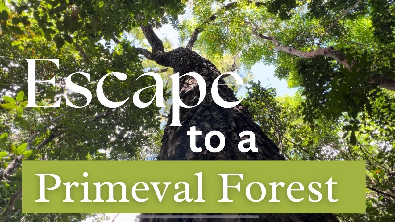 Escape to a Primeval Tropical Forest in the Bahamas | Best Day Trips ...