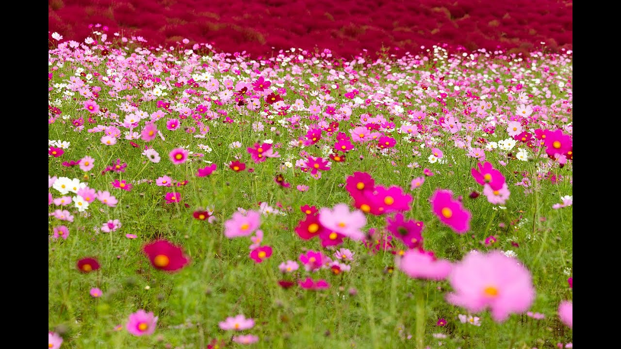 Baha'i Prayer, "Thy Name", the Short Healing Prayer (Nasim Mani) - YouTube