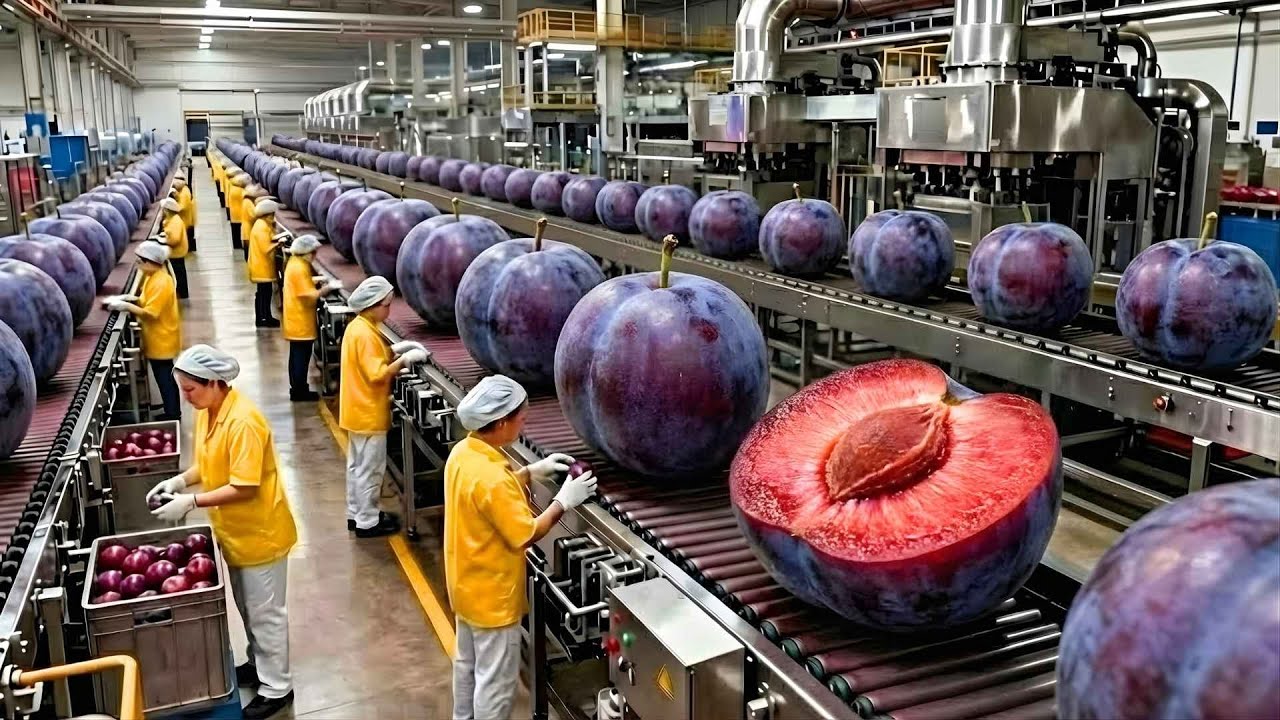 Inside Canada’s Prune Factory: Why Dried Plums Must Be Made This Way ...