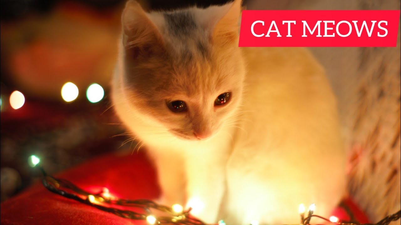 Cat Meows and Their Meaning - YouTube