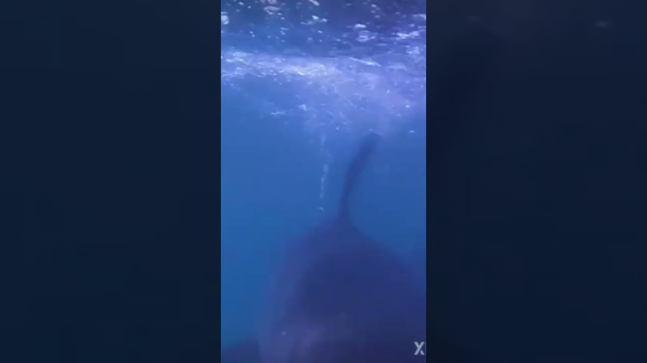 Beautiful Great White Shark - YouTube