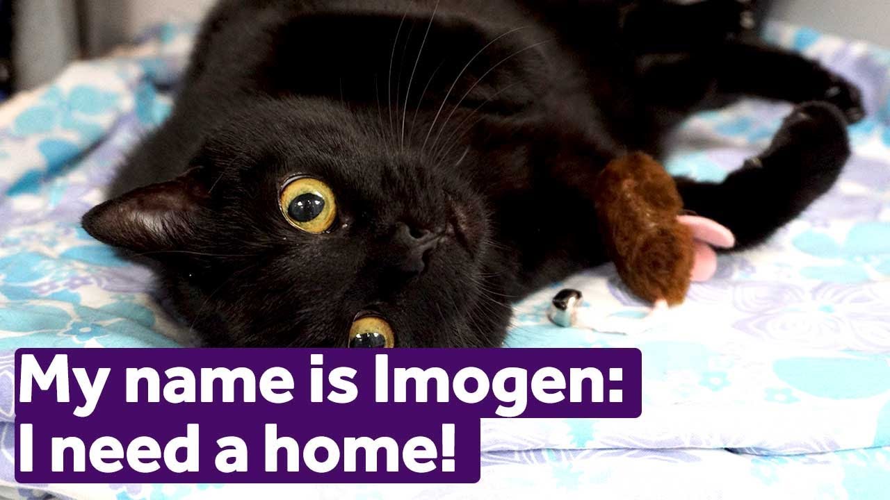 Imogen Memes