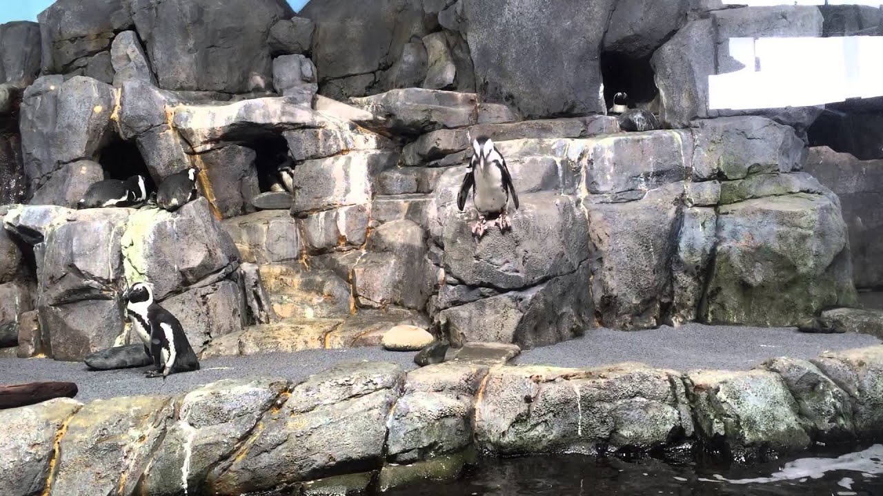 Penguin Giving Rock - YouTube