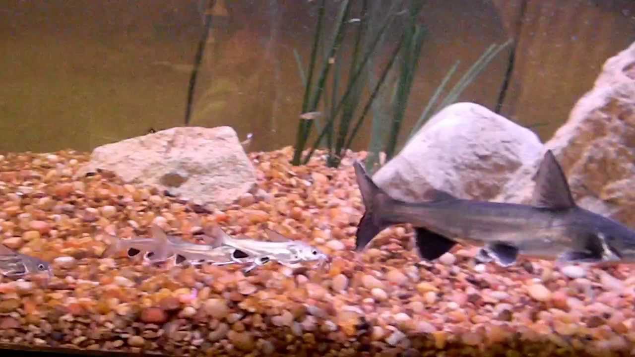 Columbian Shark Catfish