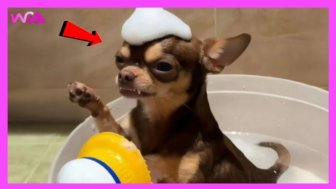 🐶 You Can’t Stop Laughing At These CHIHUAHUAS 🤣 FUNNIEST DOGS Video ...