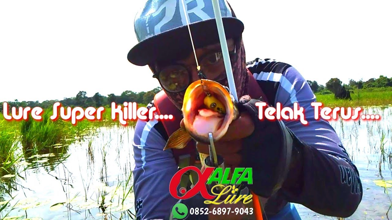 Mancing gabus menggunakan soft frog killer Alfa lure || Mancing ikan ...