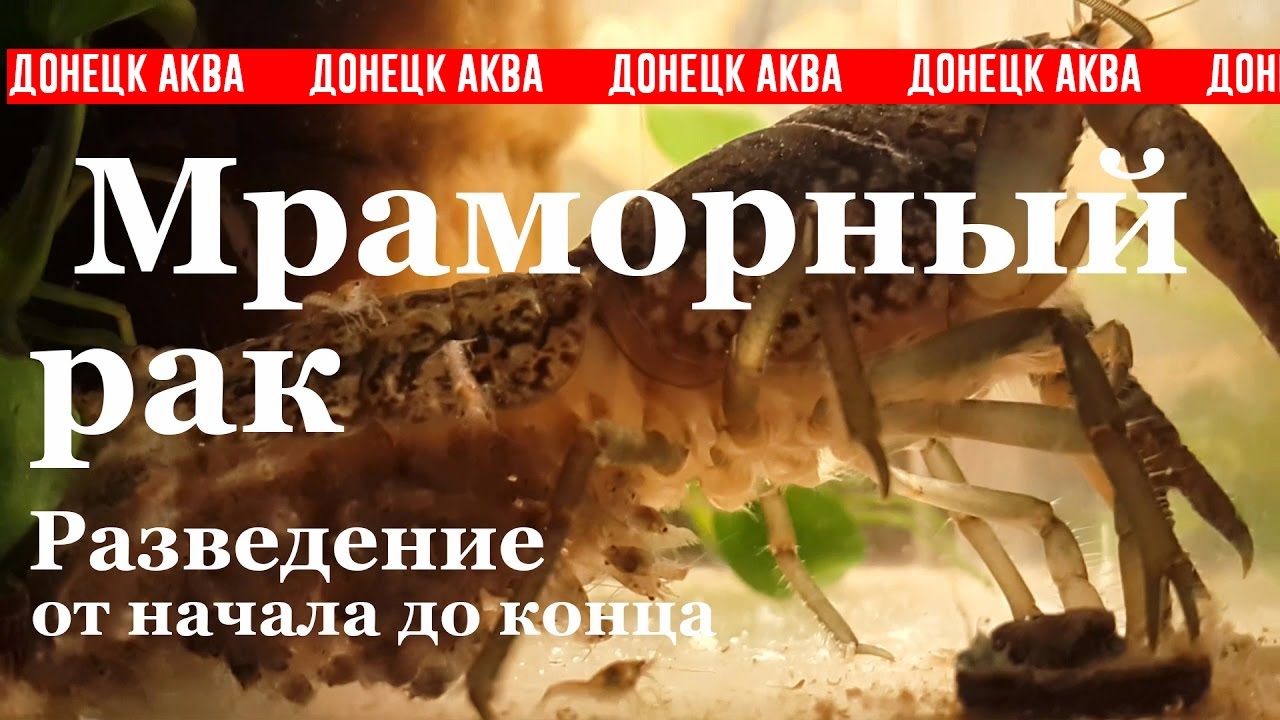 Мраморный рак, Reproduction Procambarus fallax forma virginalis ...