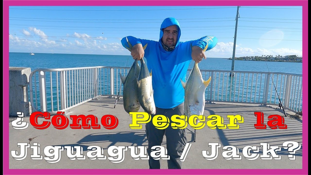 La pesca más salvaje de Florida: Jack crevalle o Jiguagua - YouTube
