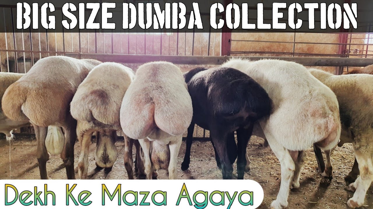 Dumba Sheep Farming In India | Dumba Kid's Farm By Lalu Seth Dumba King ...
