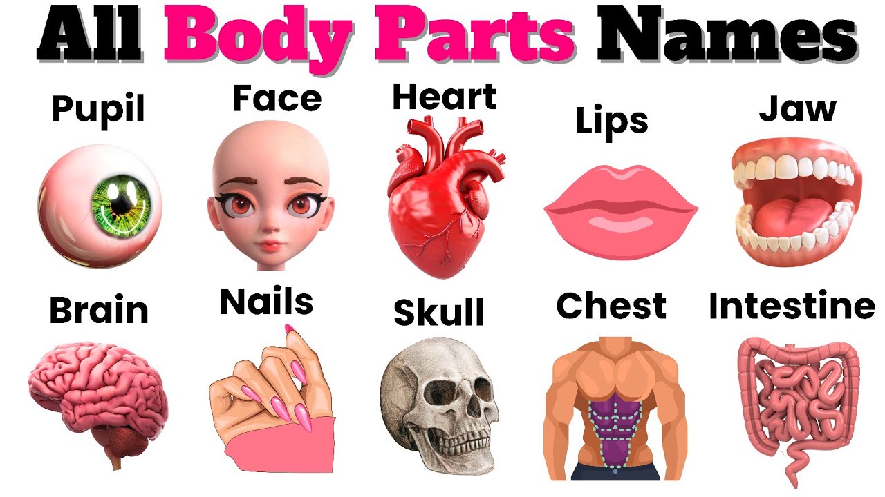 Body parts and system names | All body parts name | learn English ...