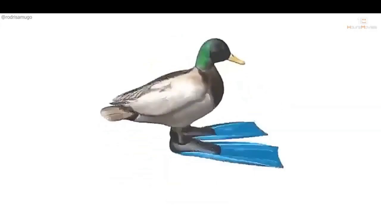 spinning duck - YouTube