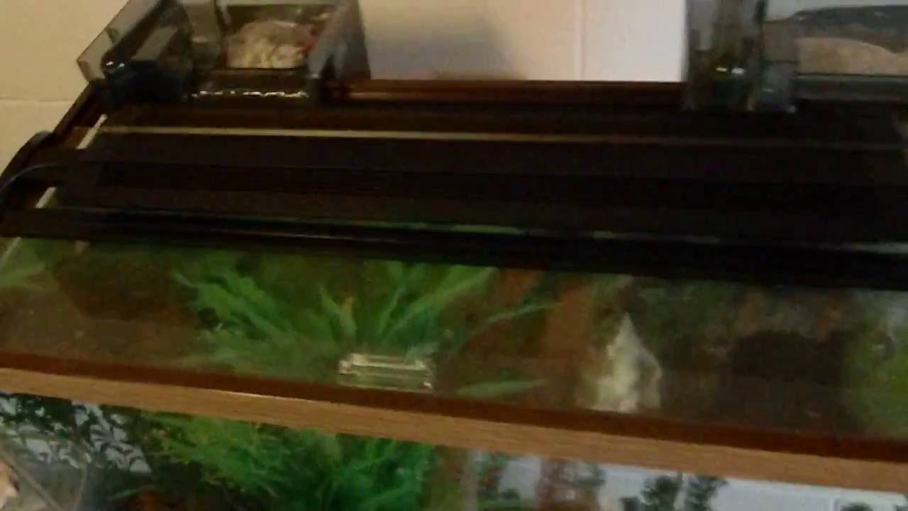 Fluval Eco Bright Led lights - YouTube