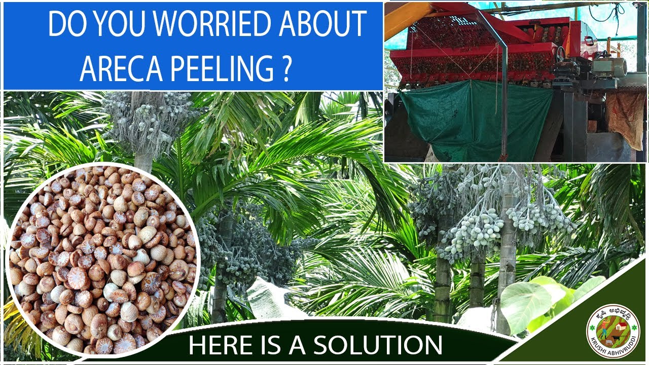 Now areca nut peeling work is easy…Here is perfect machine. - YouTube
