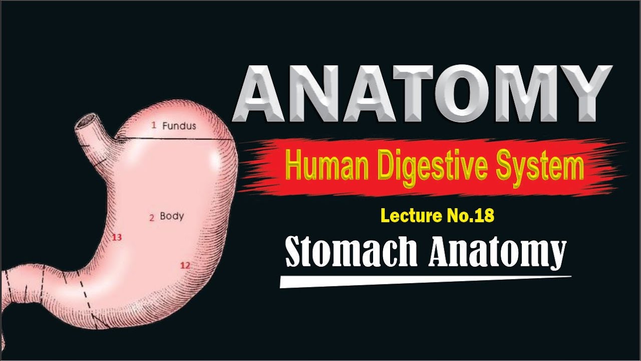 Stomach anatomy | Location, parts, Blood and Nerve supply, venous ...