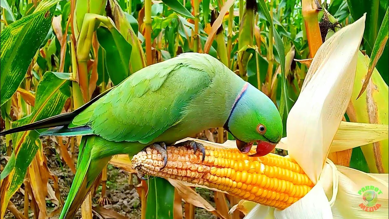 Ringneck Parrot Eating Corn - YouTube
