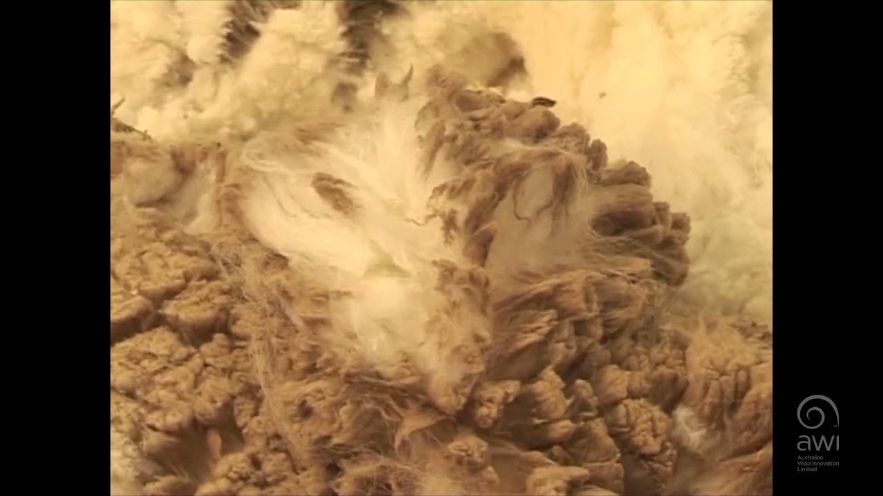 AWI Wool Handling - Getting Prepared - Point of View - Frank Roberts ...