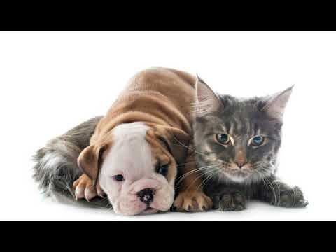 İstanbul Hayvan Mezarlığı | patimezarligi.com