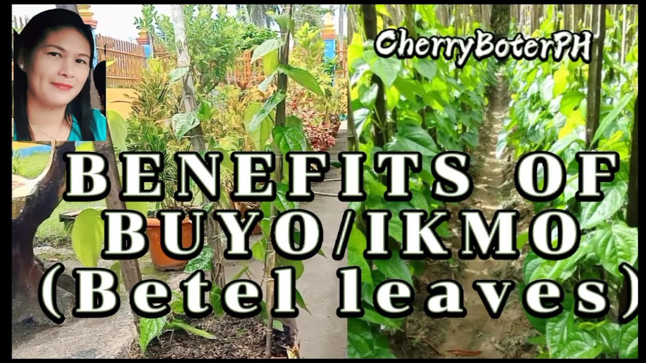 BENEFITS OF IKMO O BUYO (BETEL LEAVES) #cherryboterph - YouTube