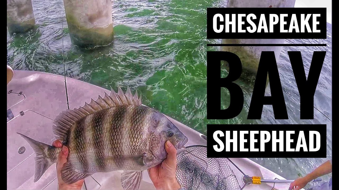 CHESAPEAKE BAY Sheepshead fishing! - YouTube