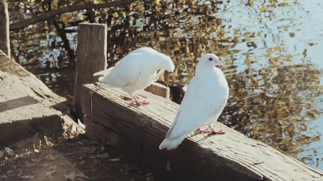 WRITE Decoy 'Places for People' - YouTube