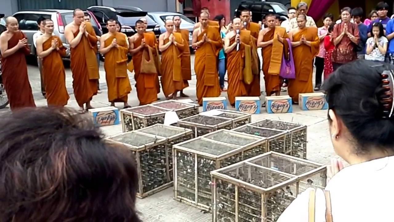 fangshen burung bersama para bhikkhu sangha - YouTube